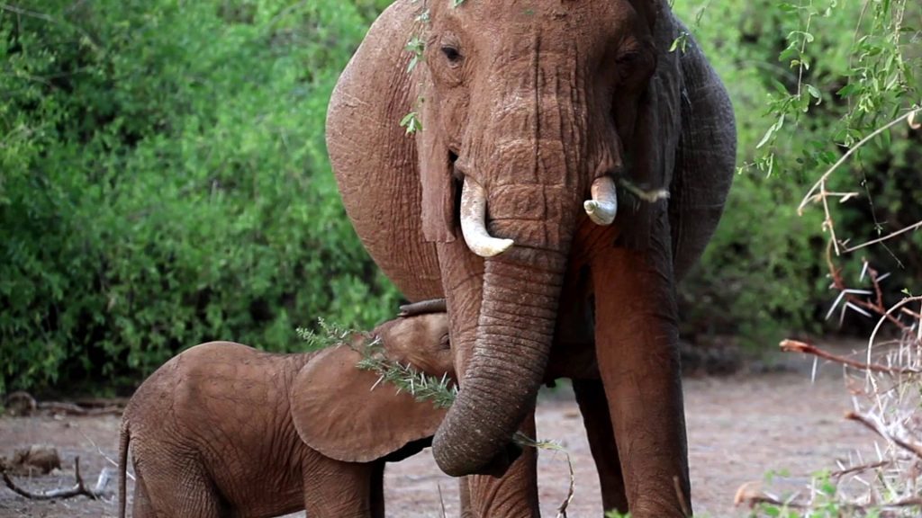 CITES National Ivory Action Plans (NIAP) – EIA Reports